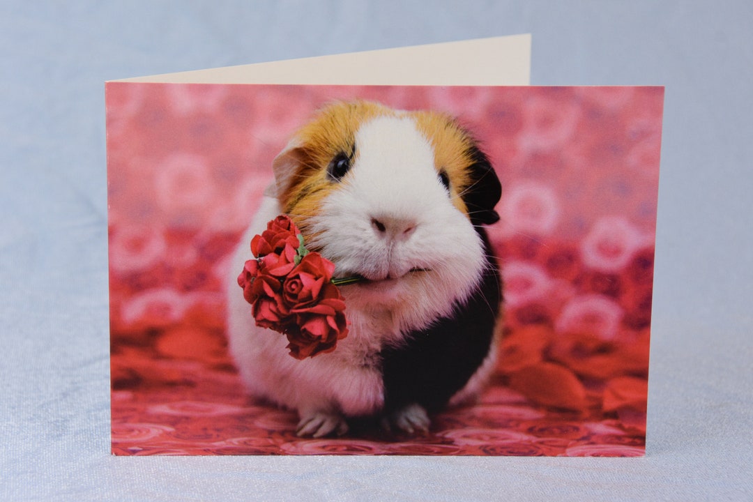 Set of Five Guinea Pig Valentines | I Love You Cards - Etsy
