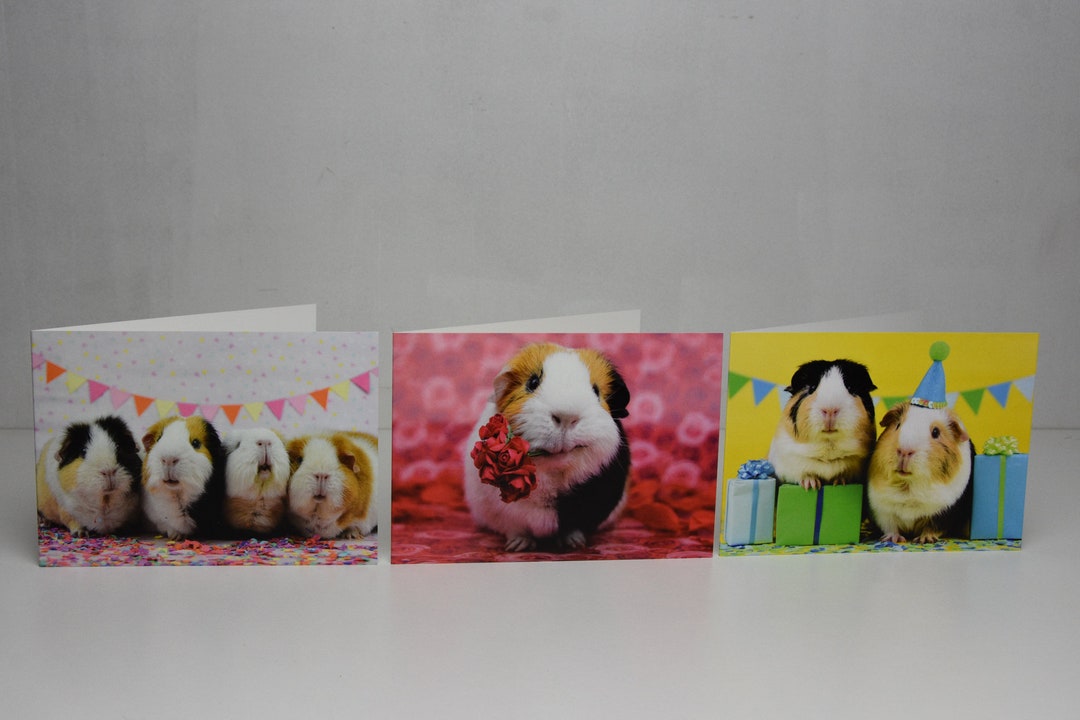 Set of Three Guinea Pig Cards - Etsy