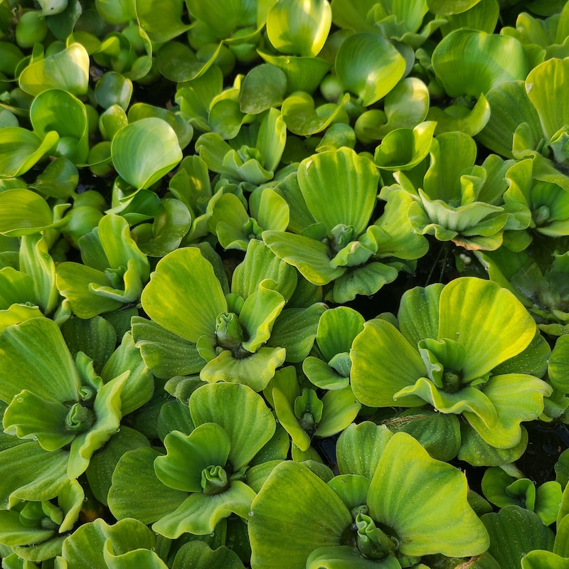 Water Hyacinth Planters - Etsy