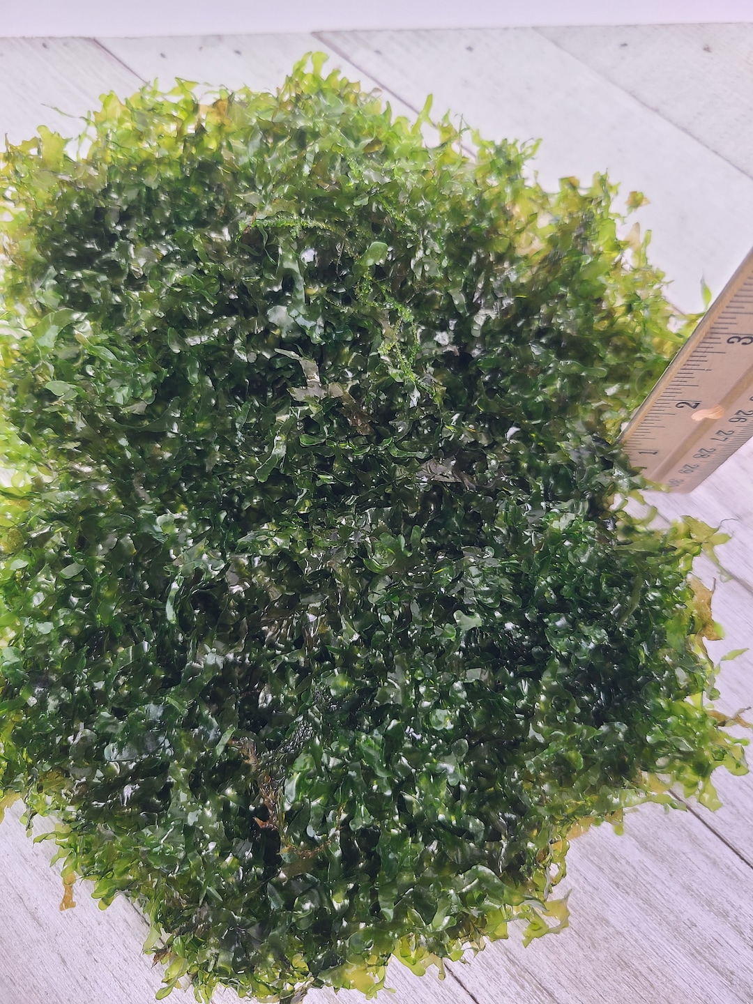 Subwassertang Round Pellia Moss: Aquarium & Terrarium Live Plant - Etsy