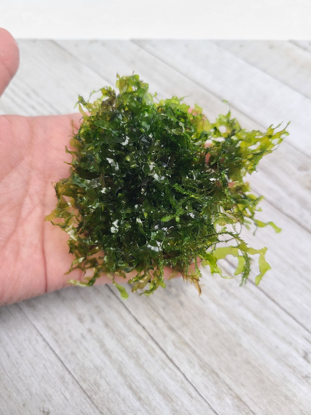 Subwassertang Round Pellia Moss (loose Portion) for Aquarium Terrarium ...