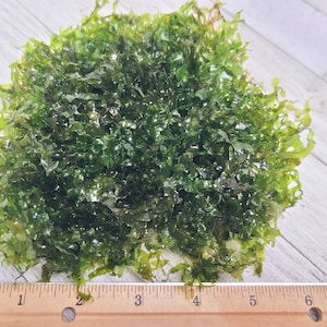 Subwassertang Round Pellia Moss (loose Huge Portion) for Aquarium ...