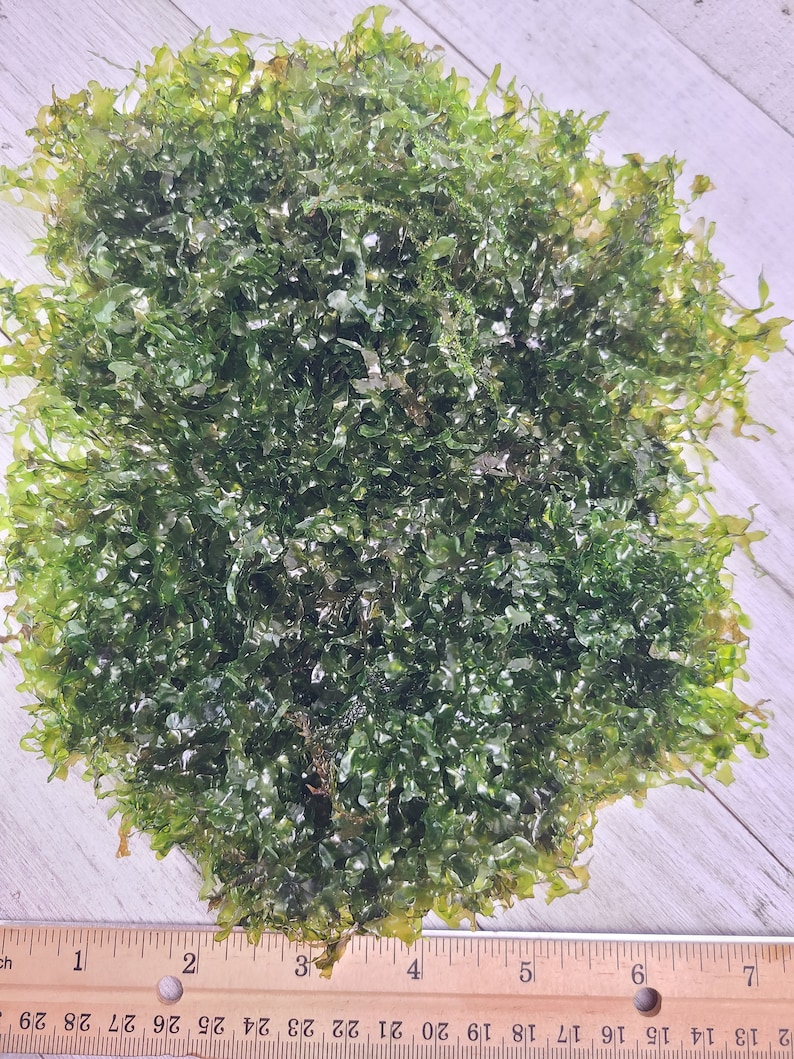 Subwassertang Round Pellia Moss Loose Huge Portion for Aquarium ...