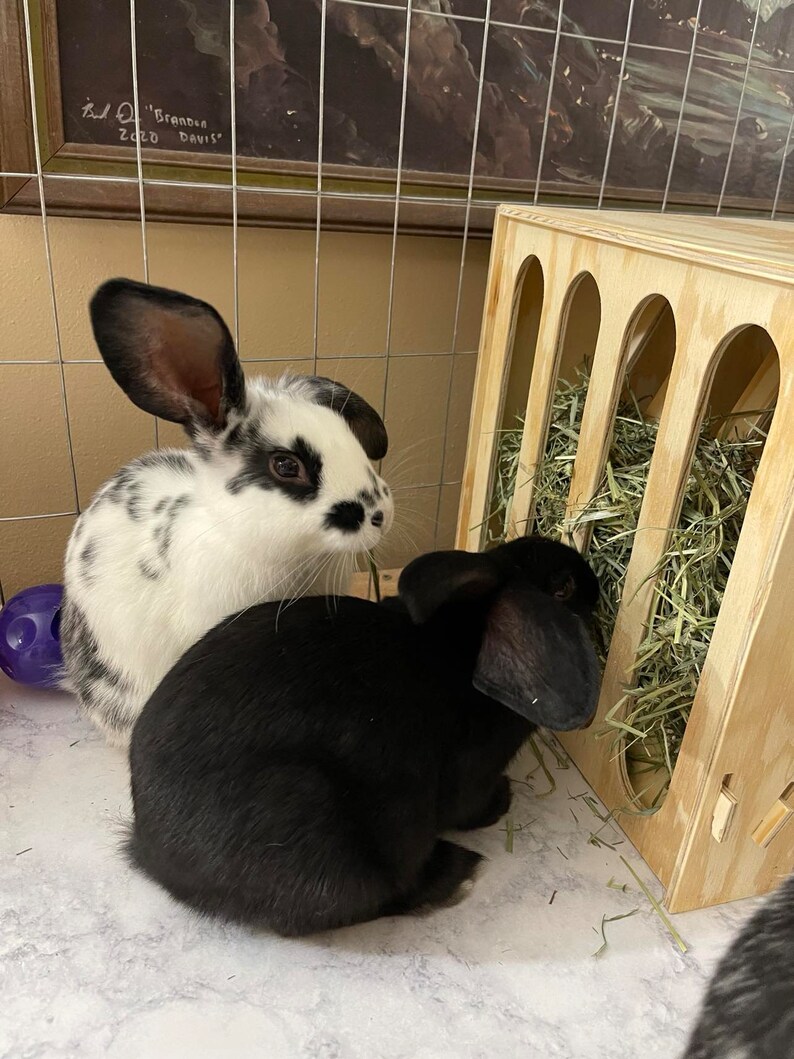 Bunny Guinea Pig Small Animal Rabbit Hay House Feeding Home - Etsy