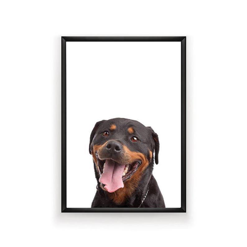 Rottweiler Dog Print Dog Prints Rottweiler Print Dog - Etsy