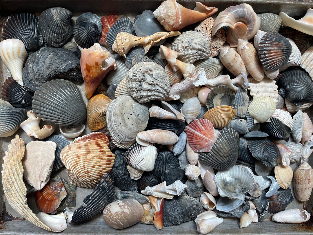 Sea Shells | Seashells | Nautical Decor | Beach Decor | Beach Treasures ...