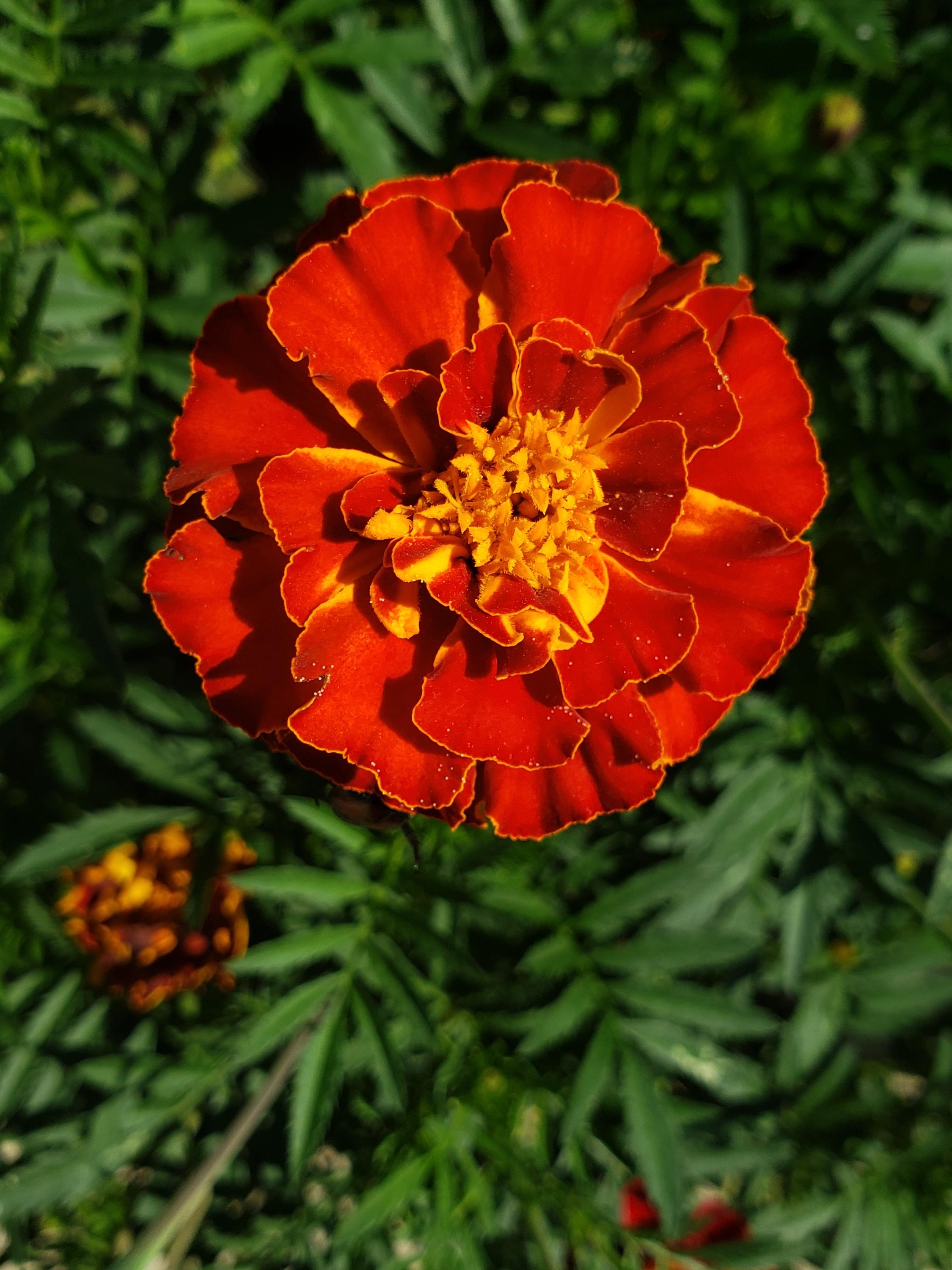 Marigold Seeds Variety Pack (100 Seeds per Order)- Gorgeous Marigolds ...