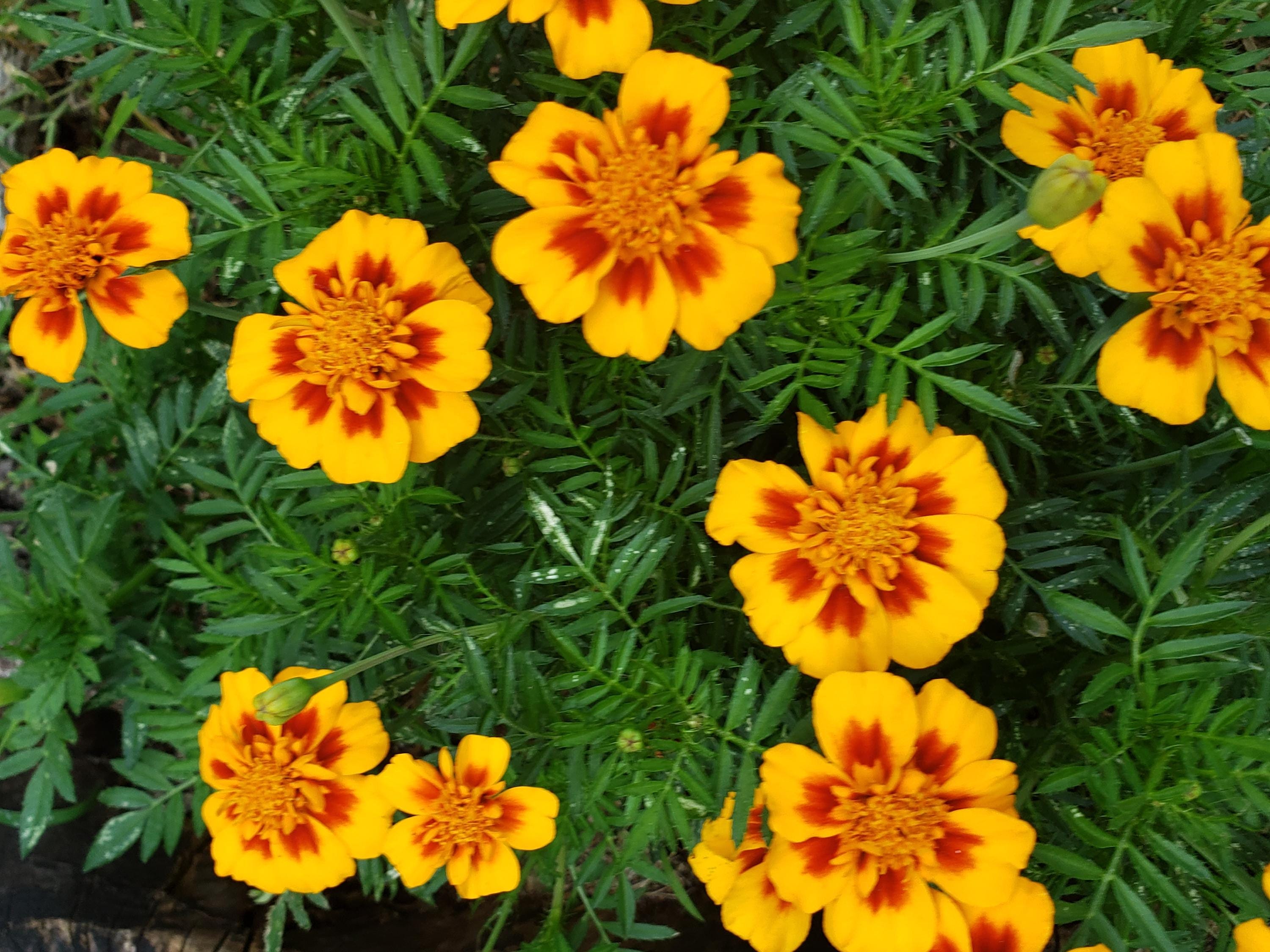 Marigold Seeds Variety Pack (100 Seeds per Order)- Gorgeous Marigolds ...