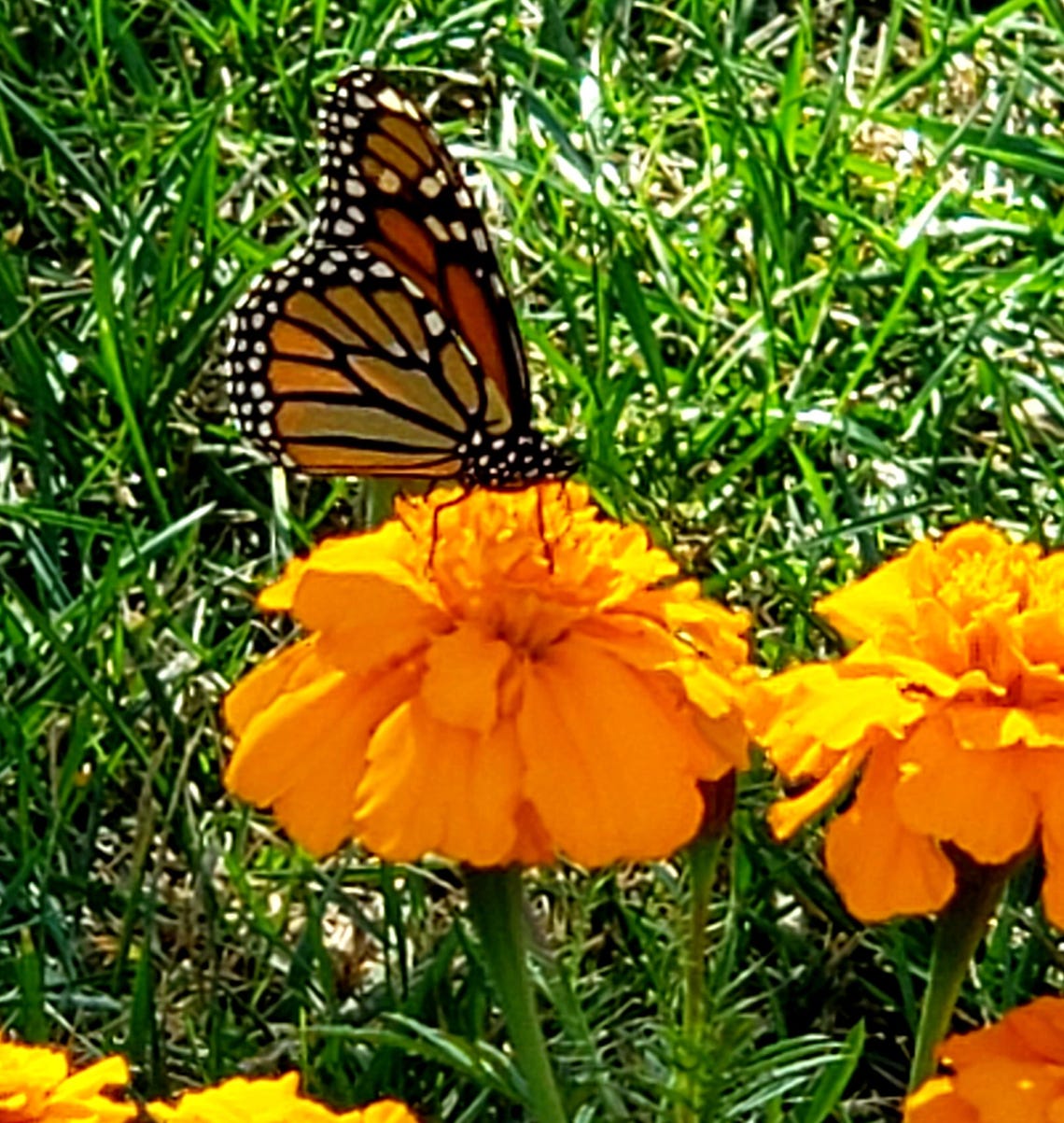 Marigold Seeds Variety Pack (100 Seeds per Order)- Gorgeous Marigolds ...