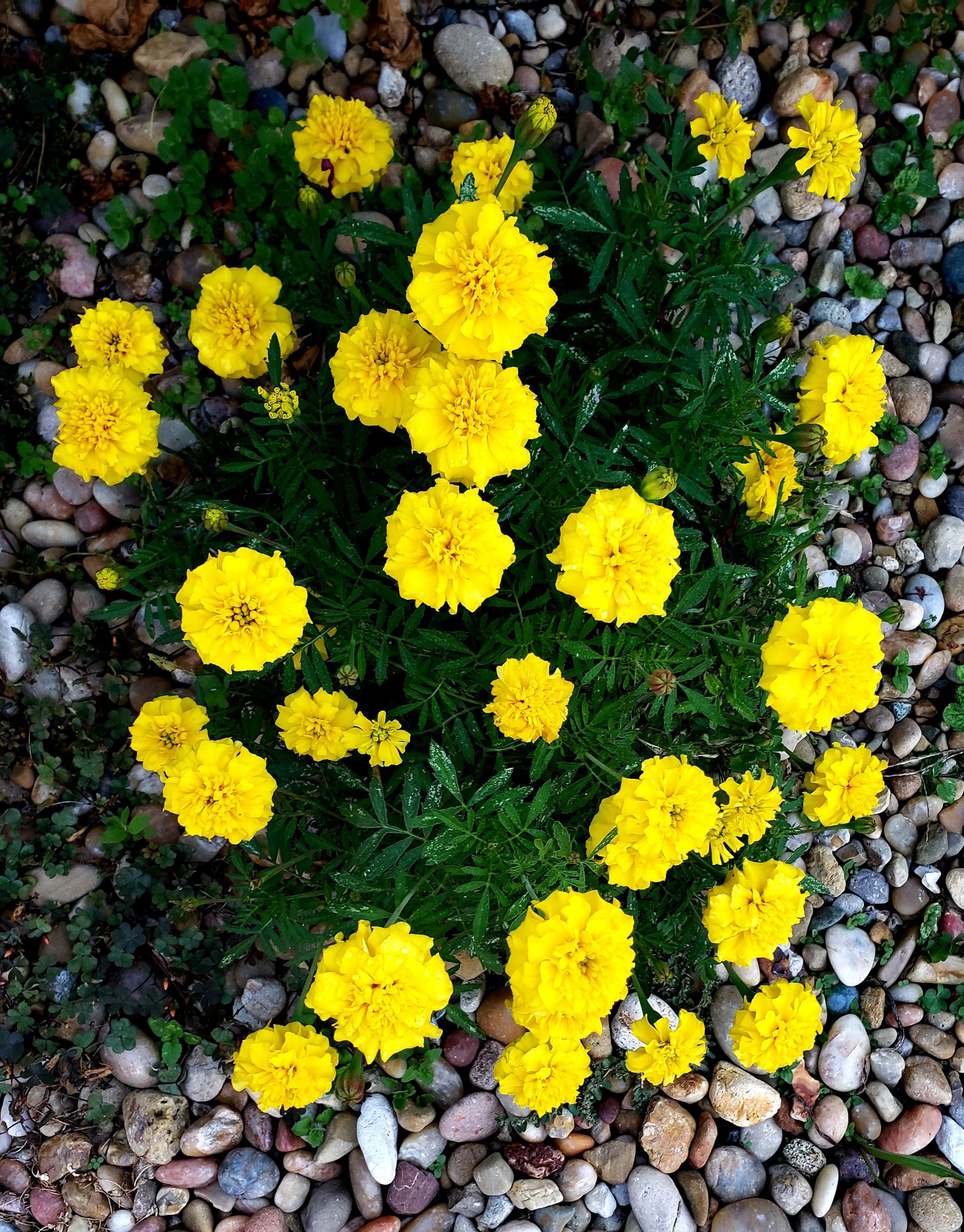 Marigold Seeds Variety Pack (100 Seeds per Order)- Gorgeous Marigolds ...