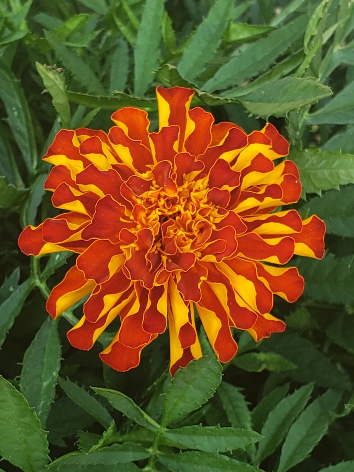 Marigold Seeds Variety Pack (100 Seeds per Order)- Gorgeous Marigolds ...