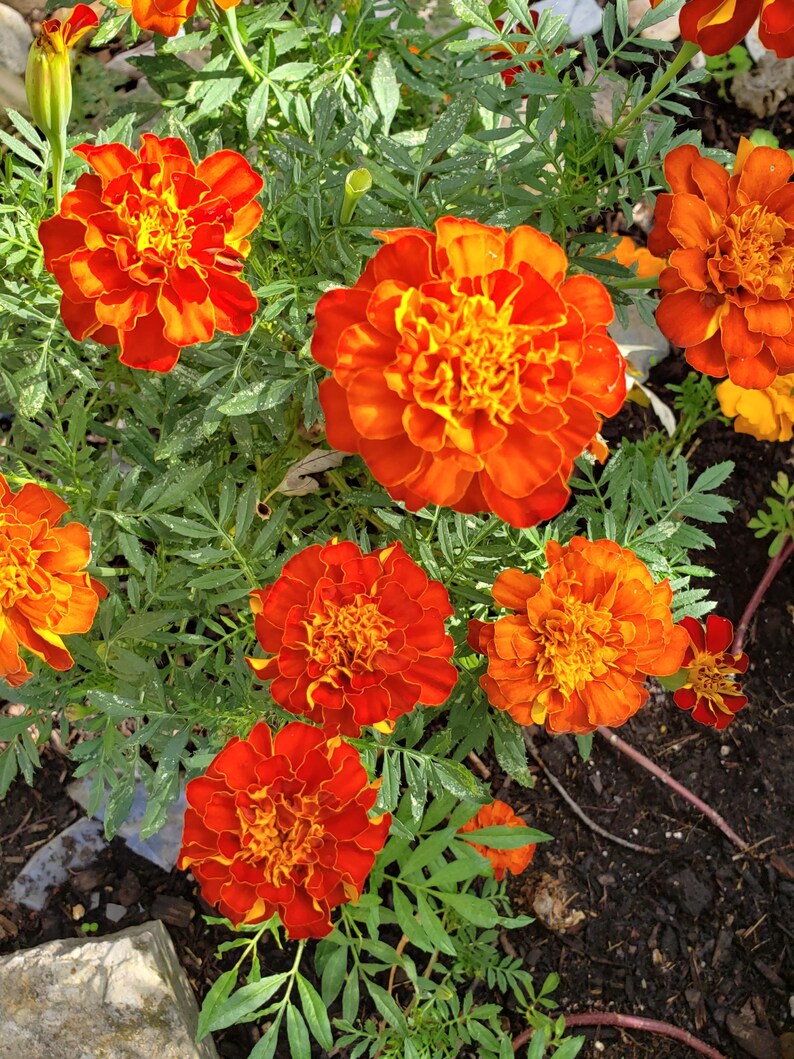 Marigold Seeds Variety Pack (100 Seeds per Order)- Gorgeous Marigolds ...