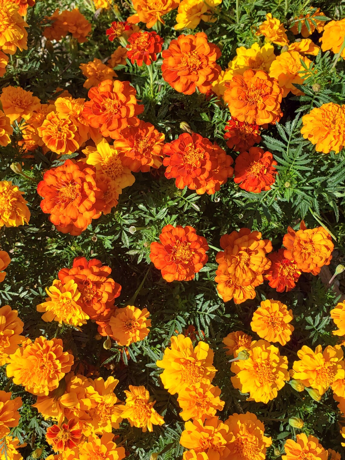 Marigold Seeds Variety Pack (100 Seeds per Order)- Gorgeous Marigolds ...
