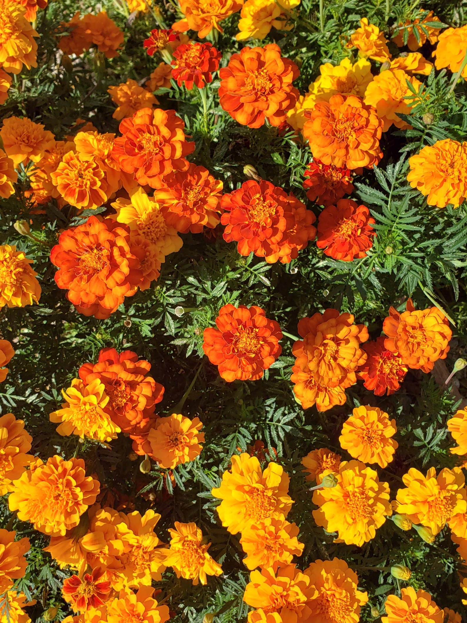 Marigold Seeds Variety Pack (100 Seeds per Order)- Gorgeous Marigolds ...