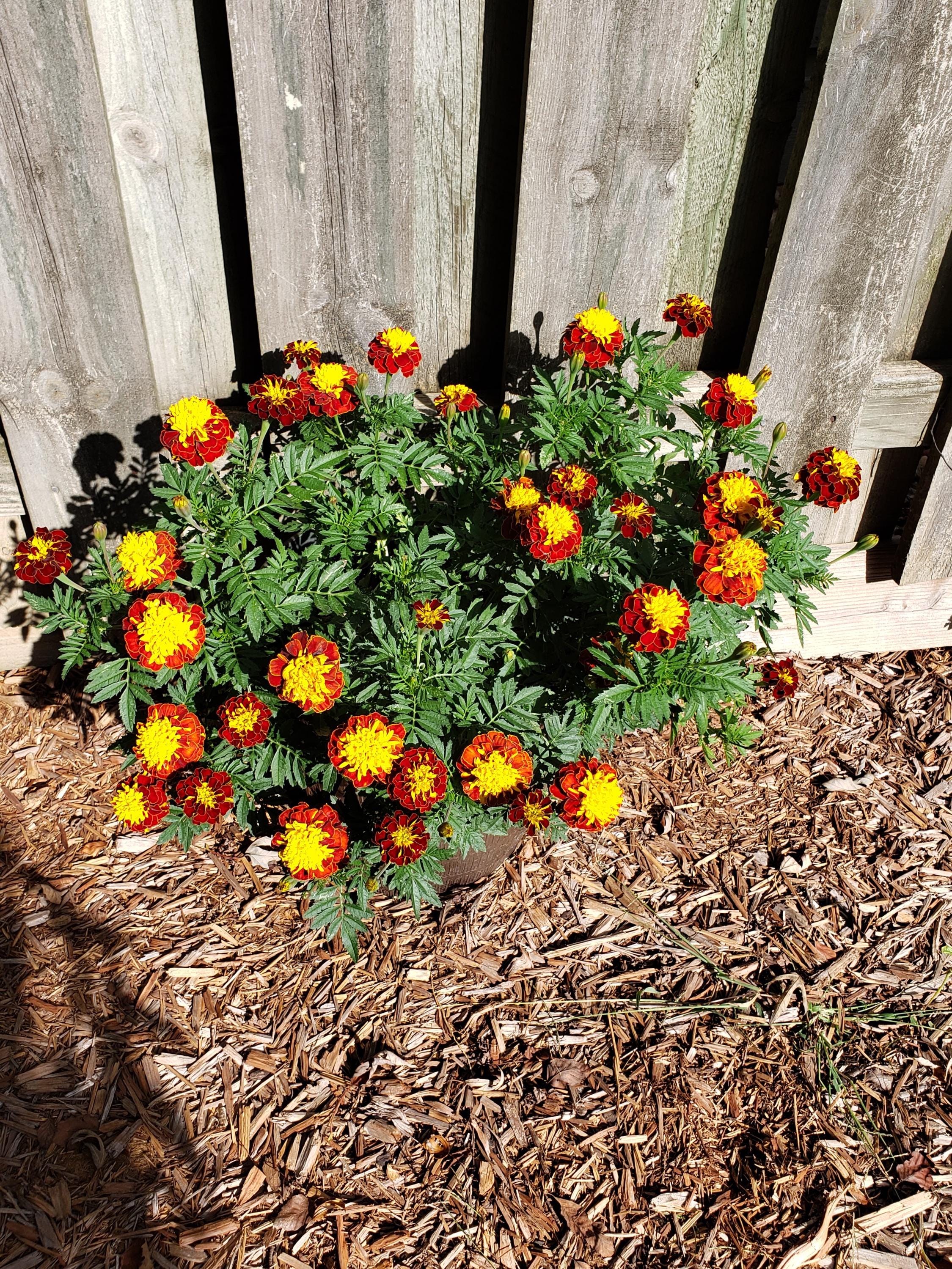 Marigold Seeds Variety Pack (100 Seeds per Order)- Gorgeous Marigolds ...