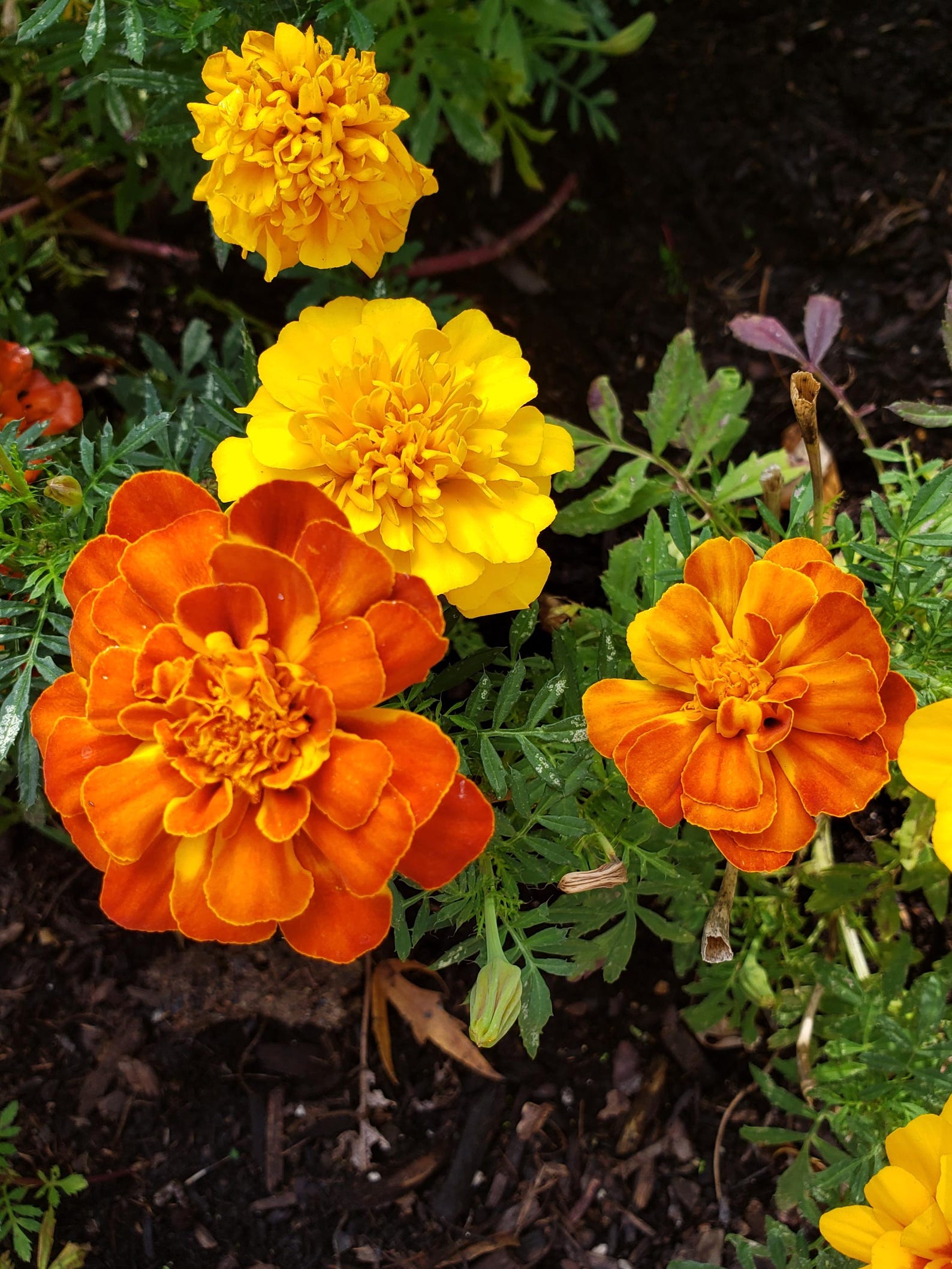 Marigold Seeds Variety Pack (100 Seeds per Order)- Gorgeous Marigolds ...
