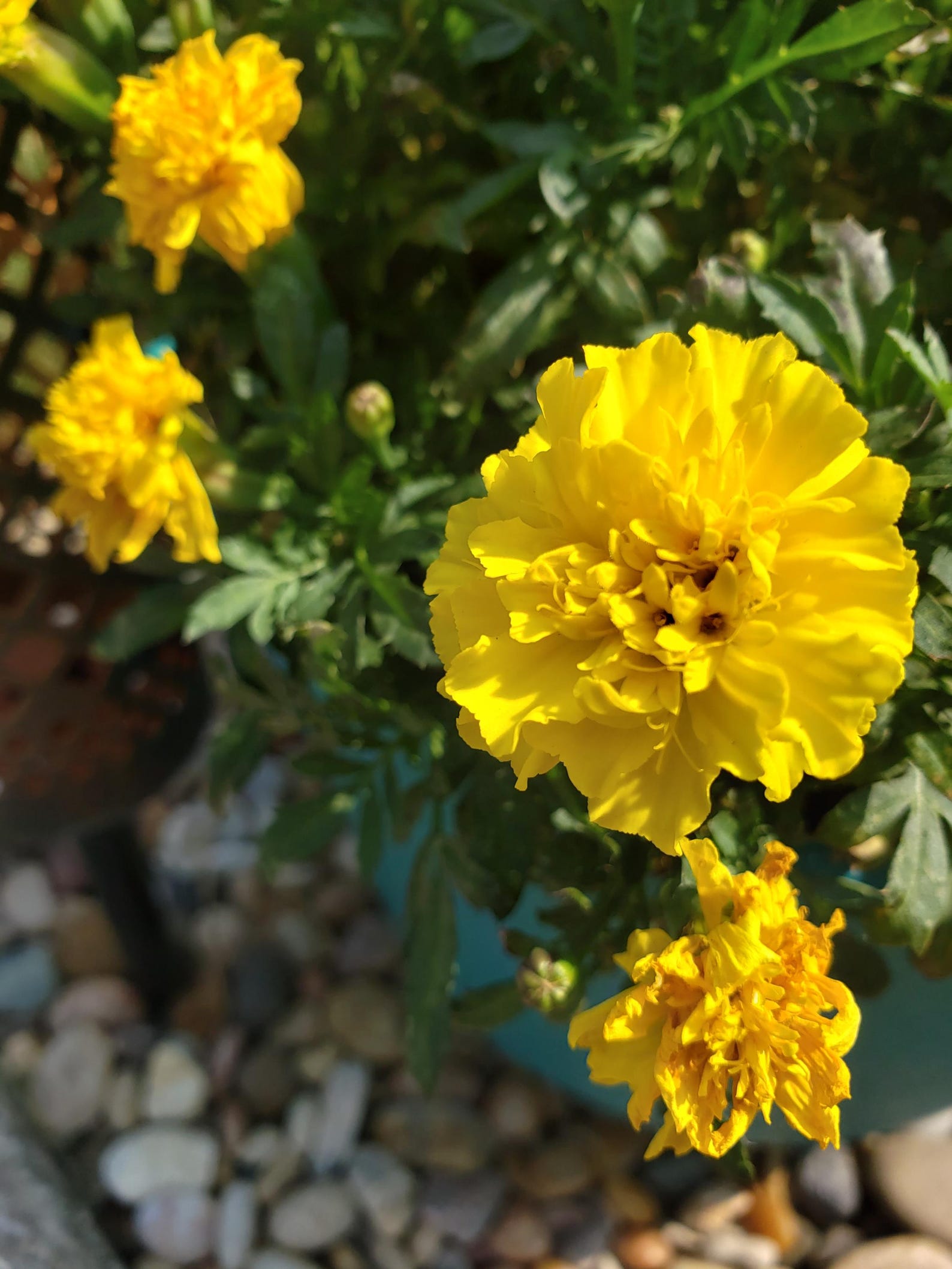 Marigold Seeds Variety Pack (100 Seeds per Order)- Gorgeous Marigolds ...