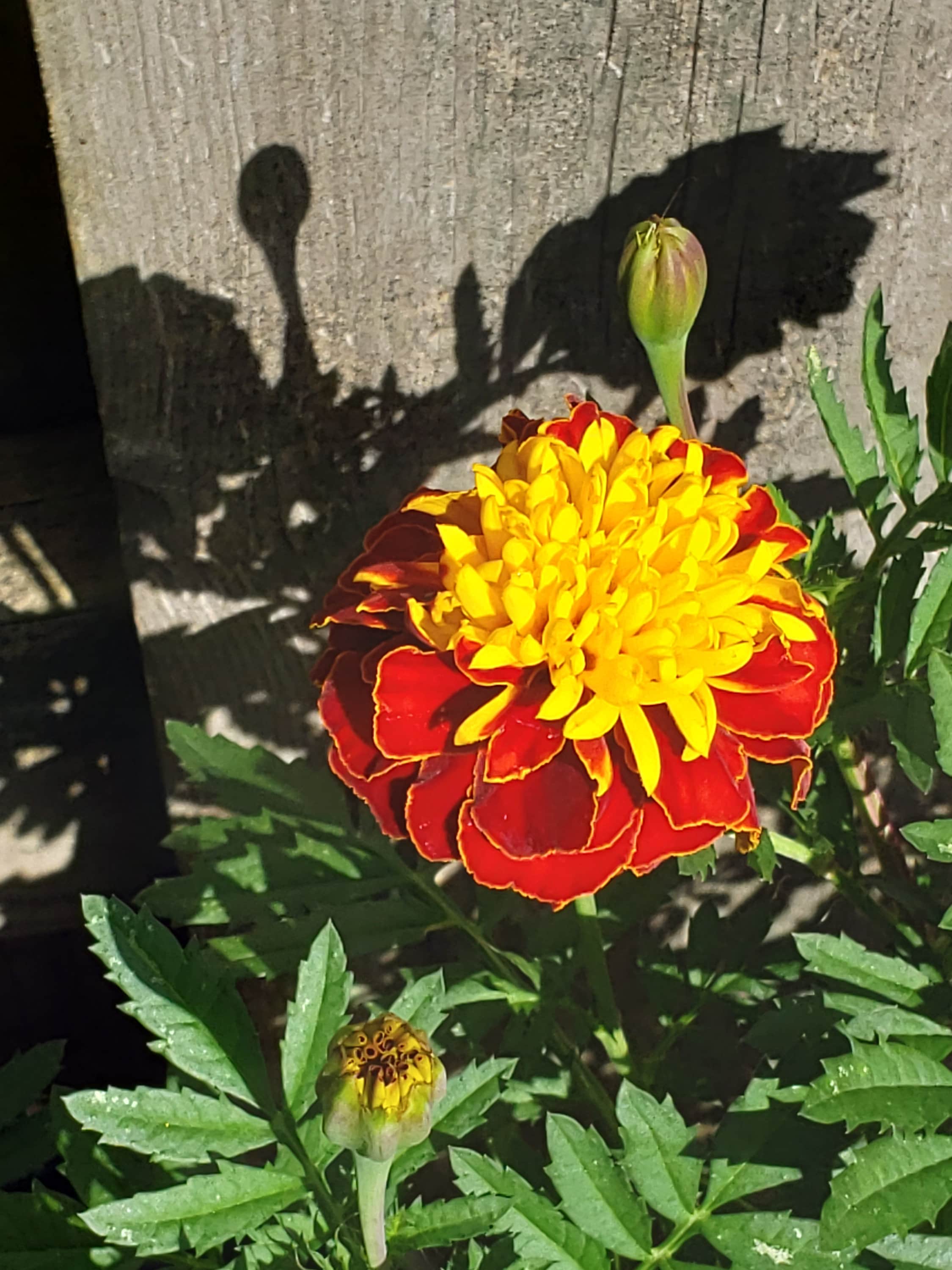 Marigold Seeds- French Marigold Superhero (50 Seeds per Order) - Etsy
