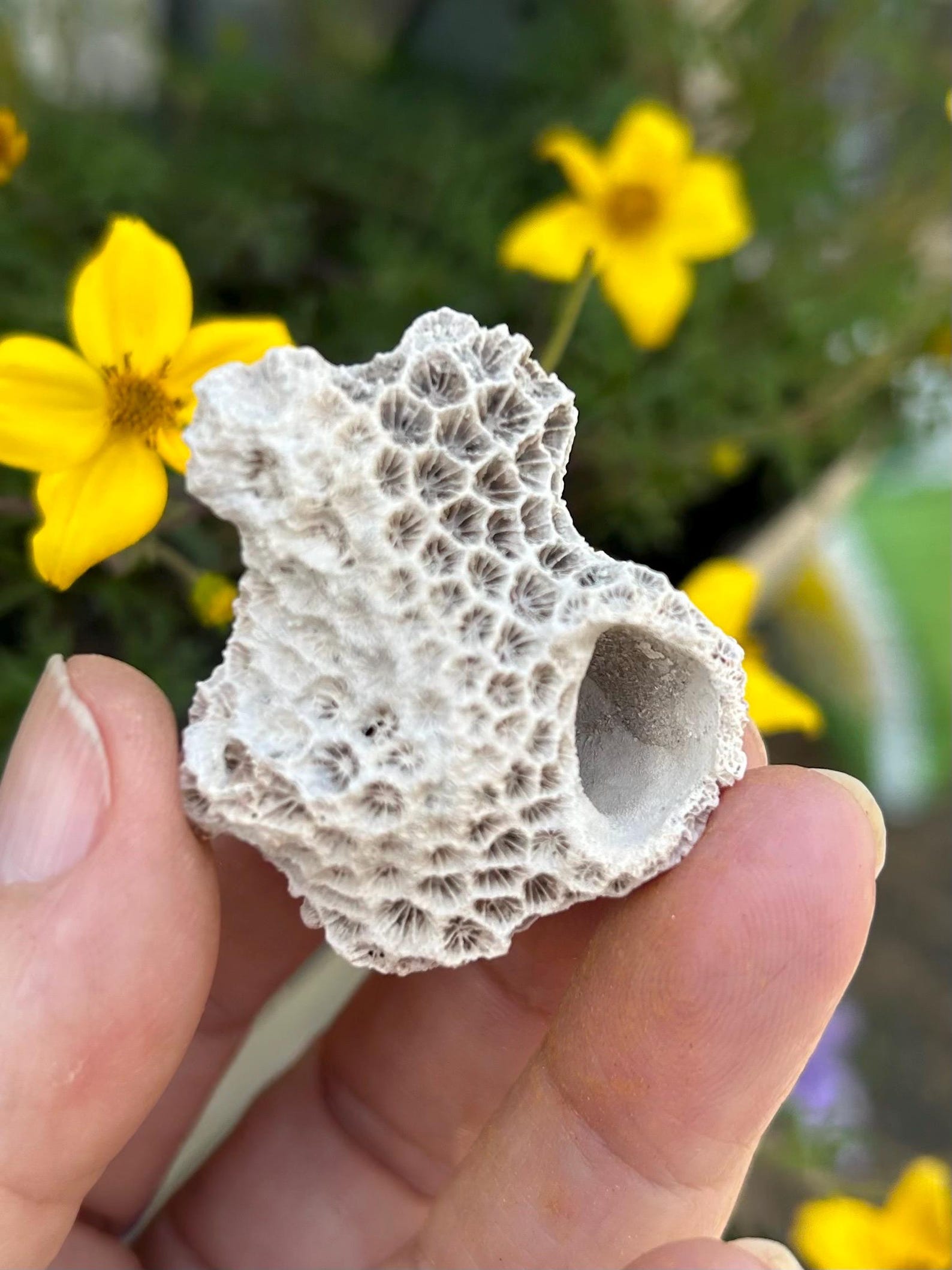EXTINCT FOSSILIZED CORAL Covering Fossil Shell - Etsy