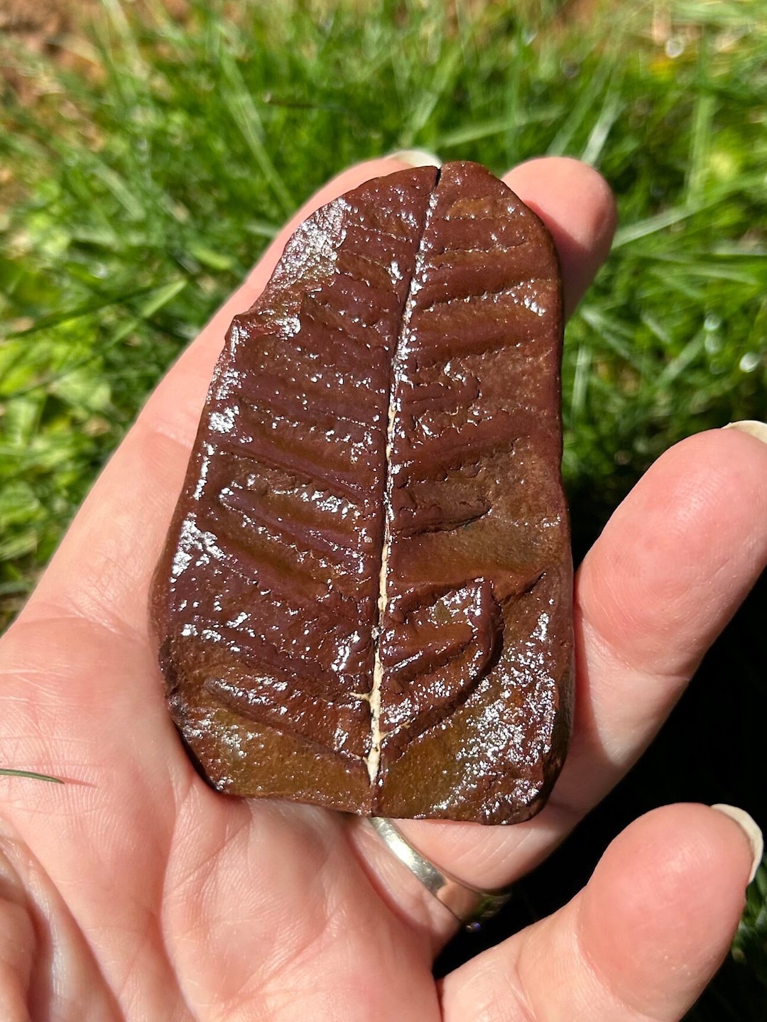 FOSSIL FERN IMPRESSION Display Specimen - Etsy