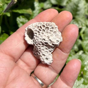 EXTINCT FOSSILIZED CORAL Covering Fossil Shell - Etsy