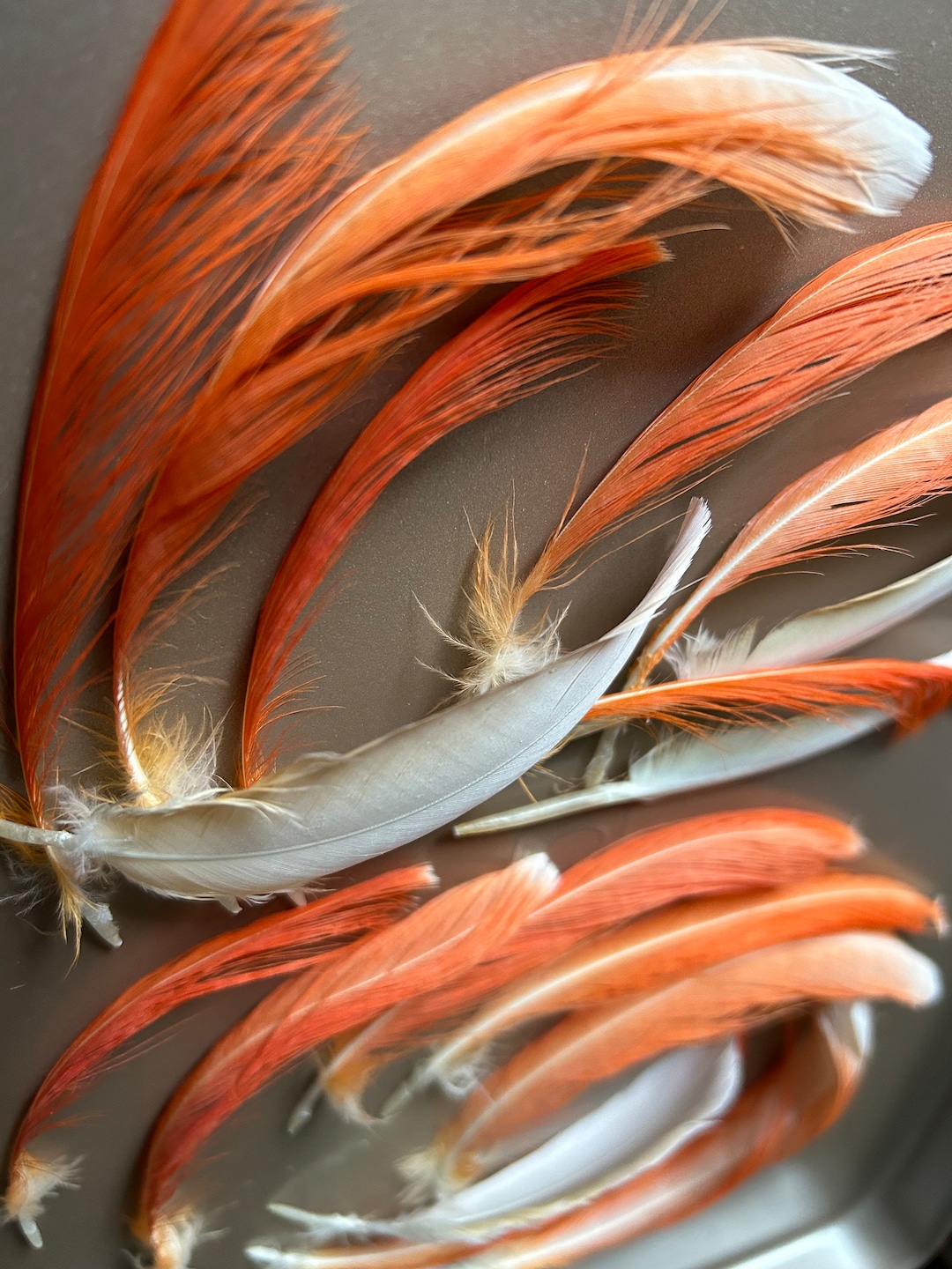 18 Moluccan Cockatoo Crest and Body Feathers natural Color - Etsy