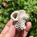 EXTINCT FOSSILIZED CORAL Covering Fossil Shell - Etsy