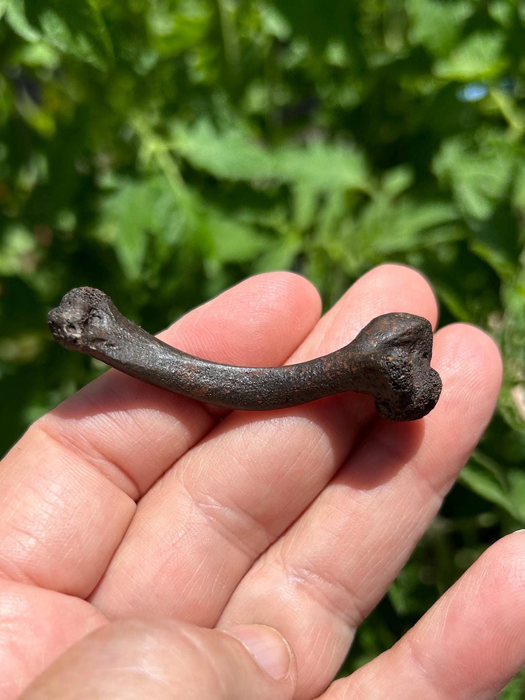 TURTLE HUMERUS EXTINCT Fossil Specimen - Etsy