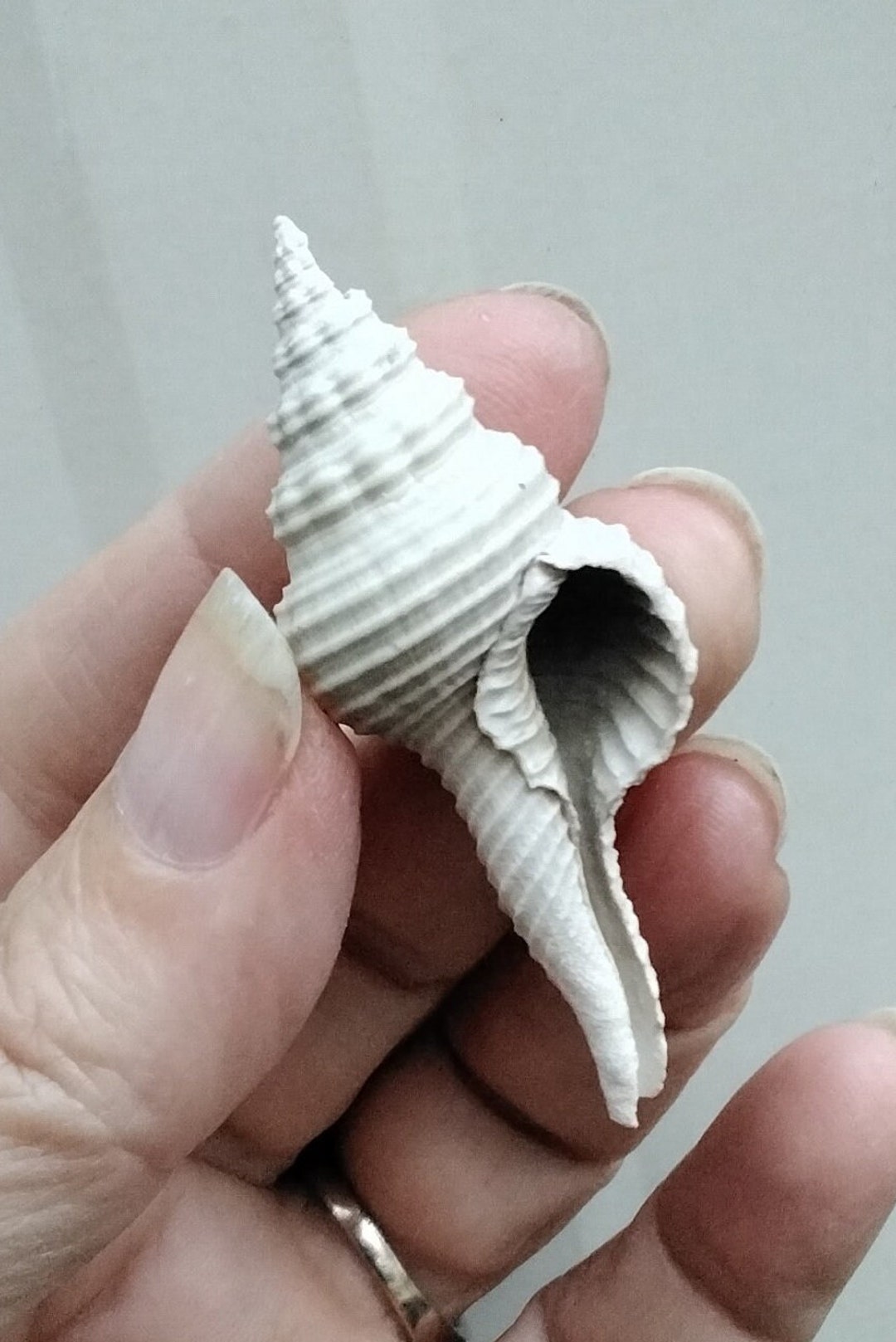 CALOOSA SPINDLE FOSSIL Shell - Etsy