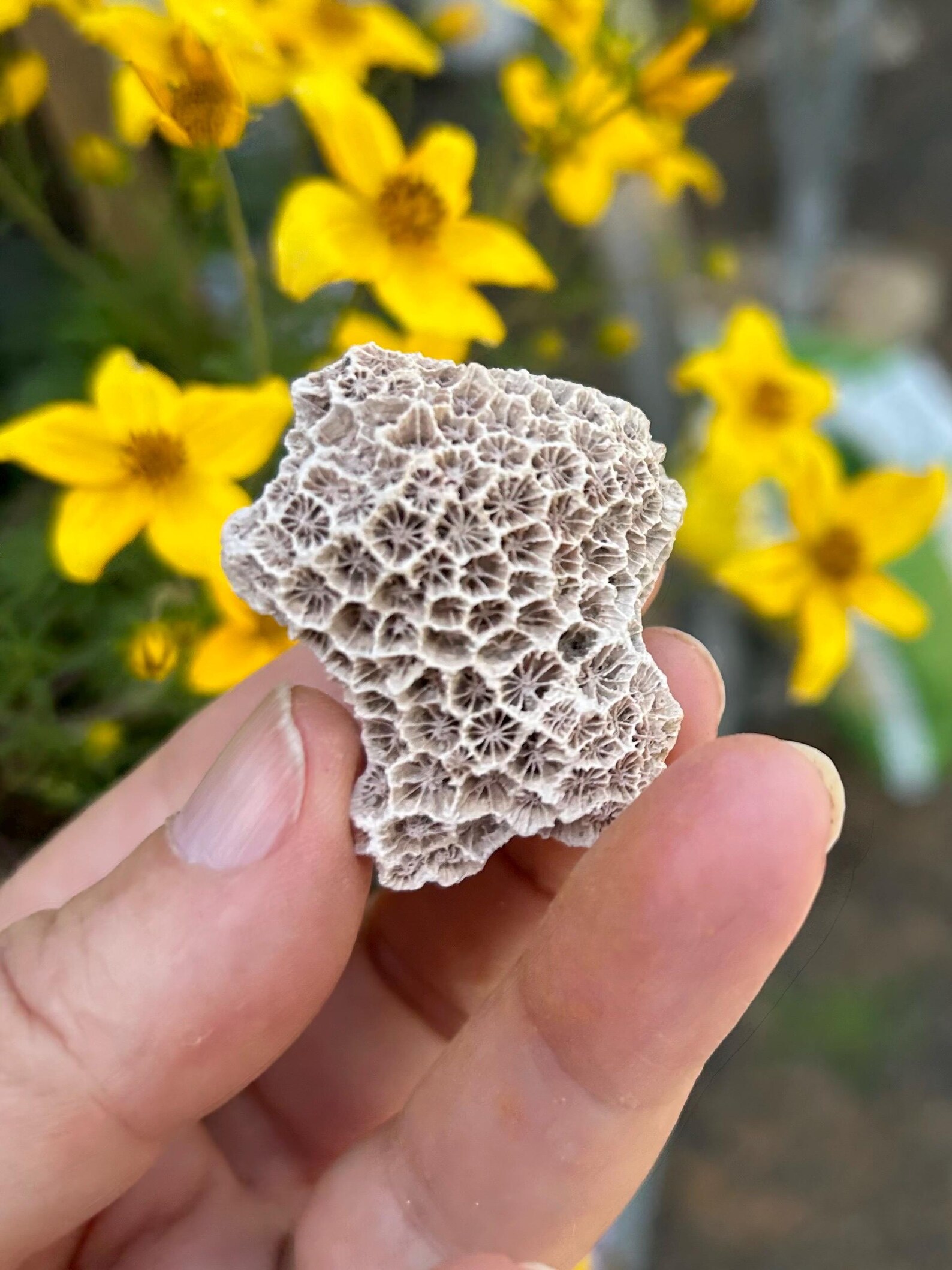 EXTINCT FOSSILIZED CORAL Covering Fossil Shell - Etsy