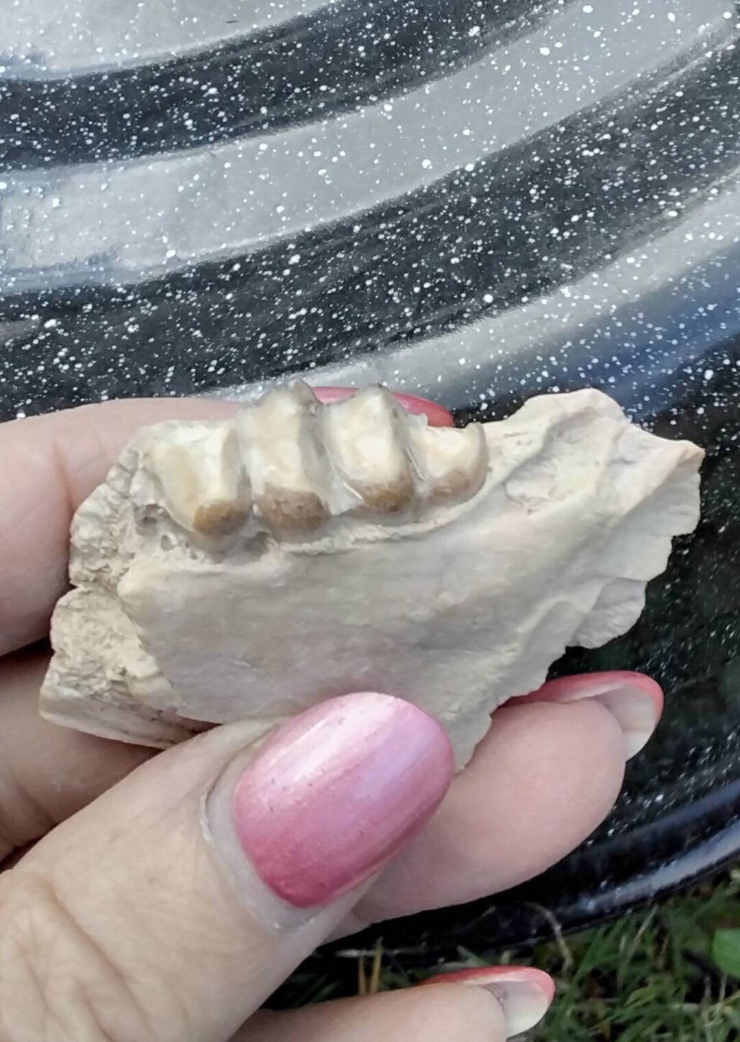 OREODONT JAW and TEETH Fossil - Etsy