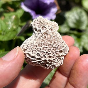 EXTINCT FOSSILIZED CORAL Covering Fossil Shell - Etsy