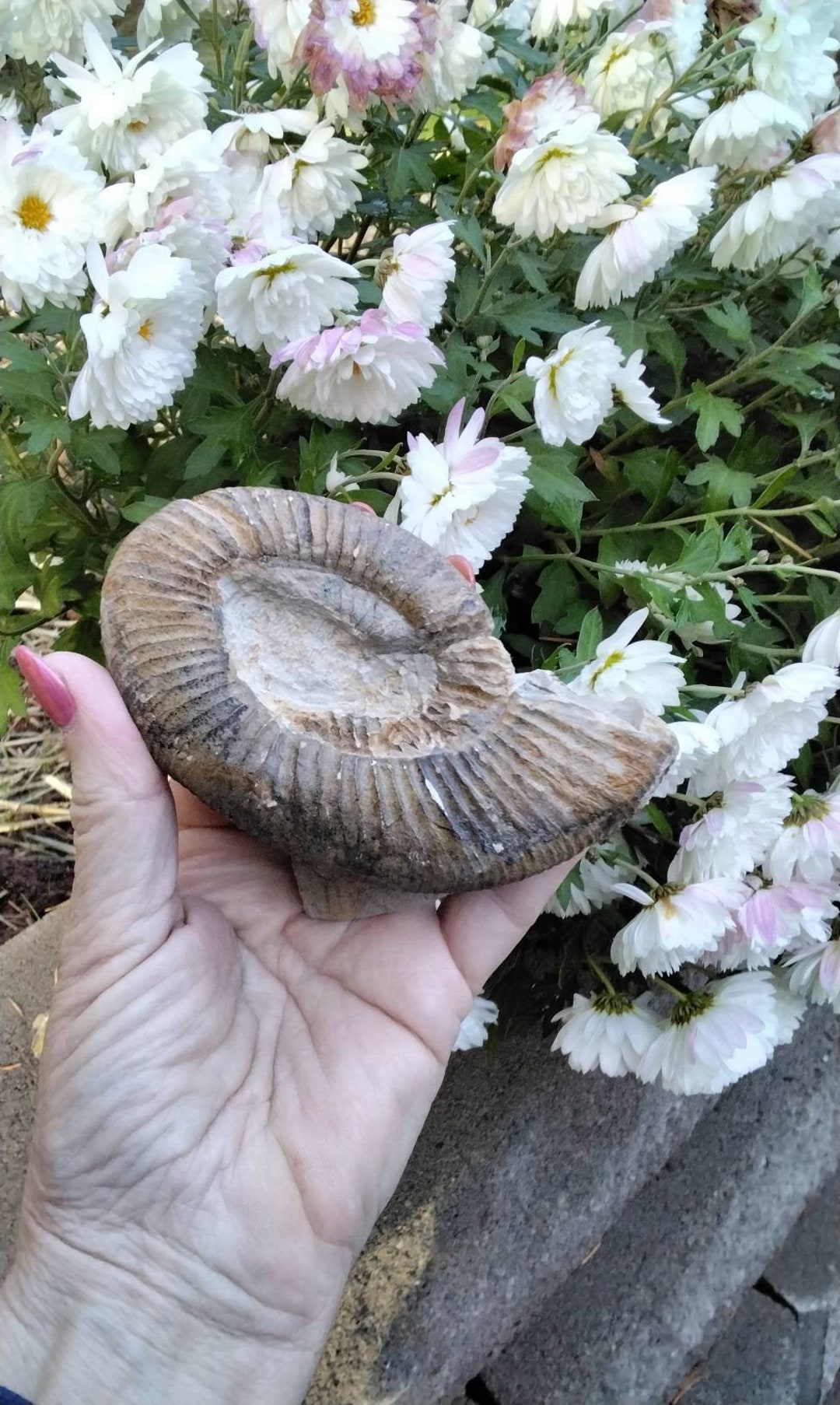 HETEROMORPH FOSSIL AMMONITE Specimen - Etsy