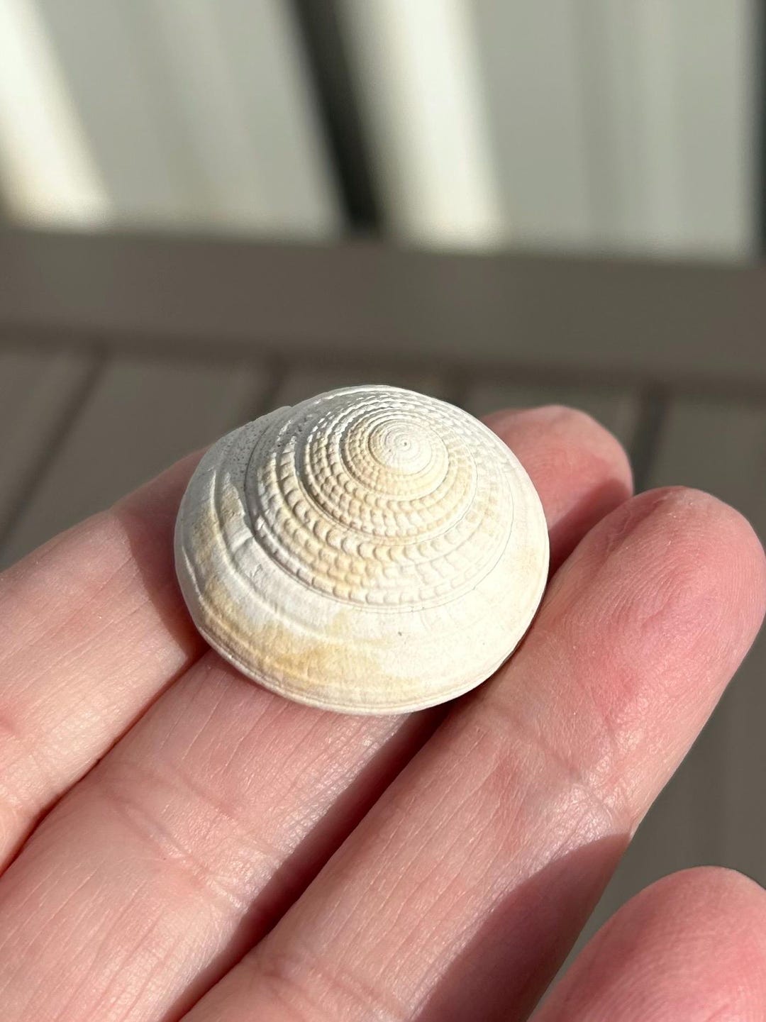 SUNDIAL SEASHELL FOSSIL Specimen - Etsy