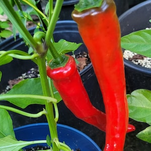 Hot Portugal Pepper Seeds - Etsy Canada