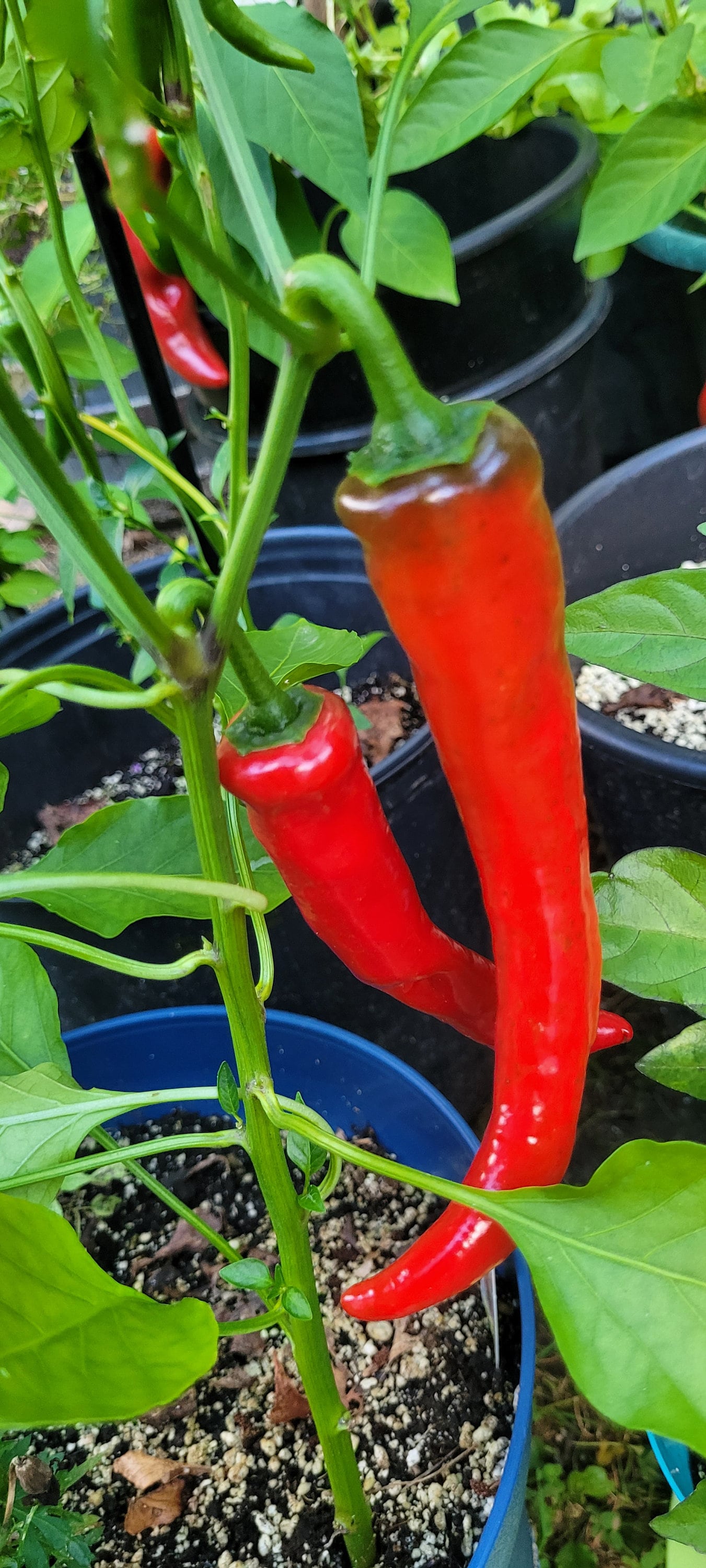 Hot Portugal Pepper Seeds - Etsy Canada