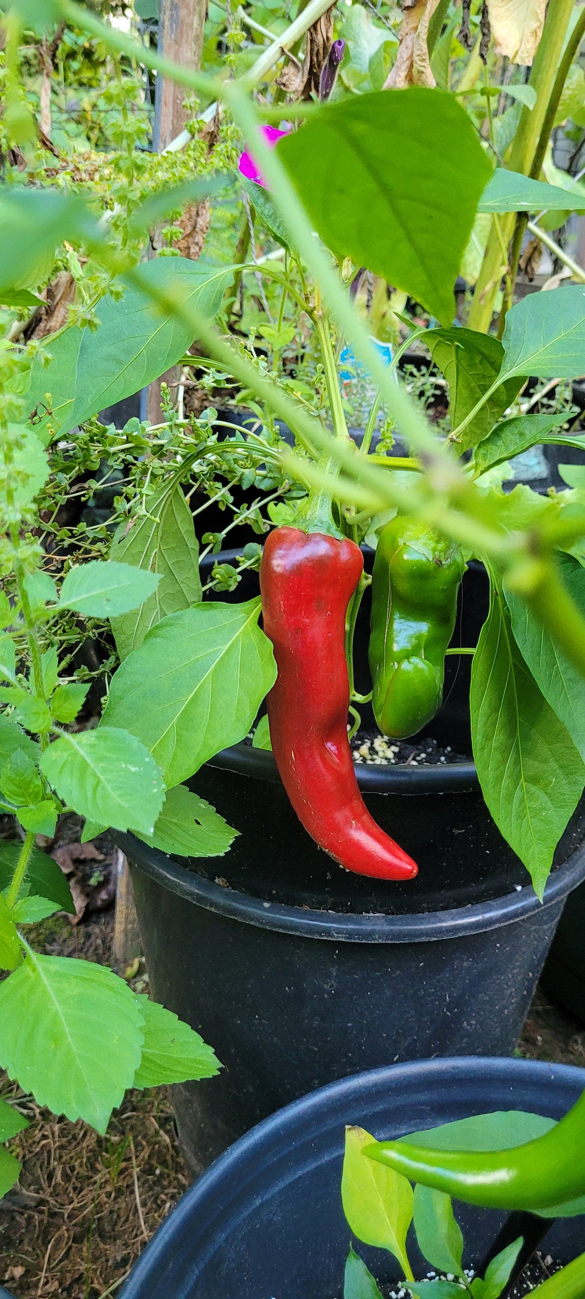 Hot Portugal Pepper Seeds - Etsy Canada