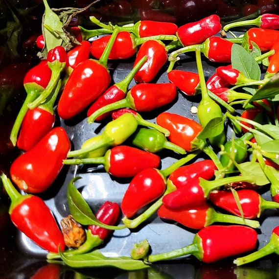 Hot Apache Pepper Seeds - Etsy Australia