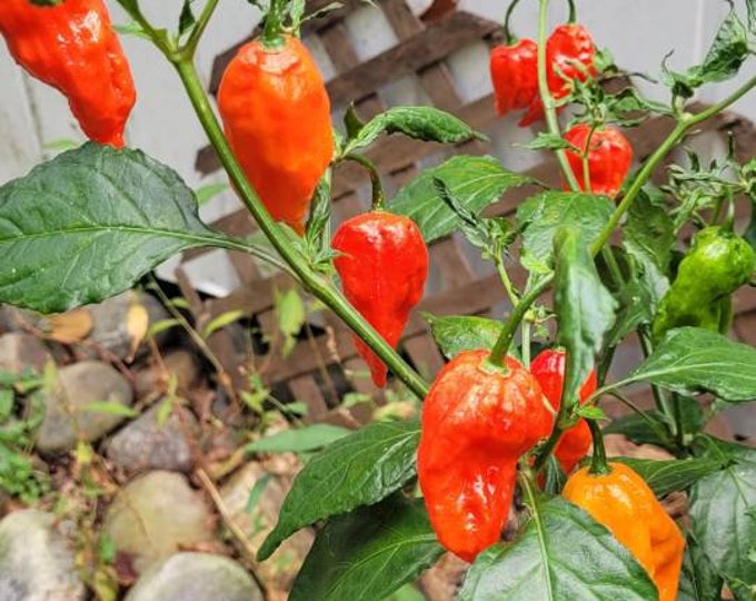 Red Shepherd Pepper Seeds - Etsy Canada