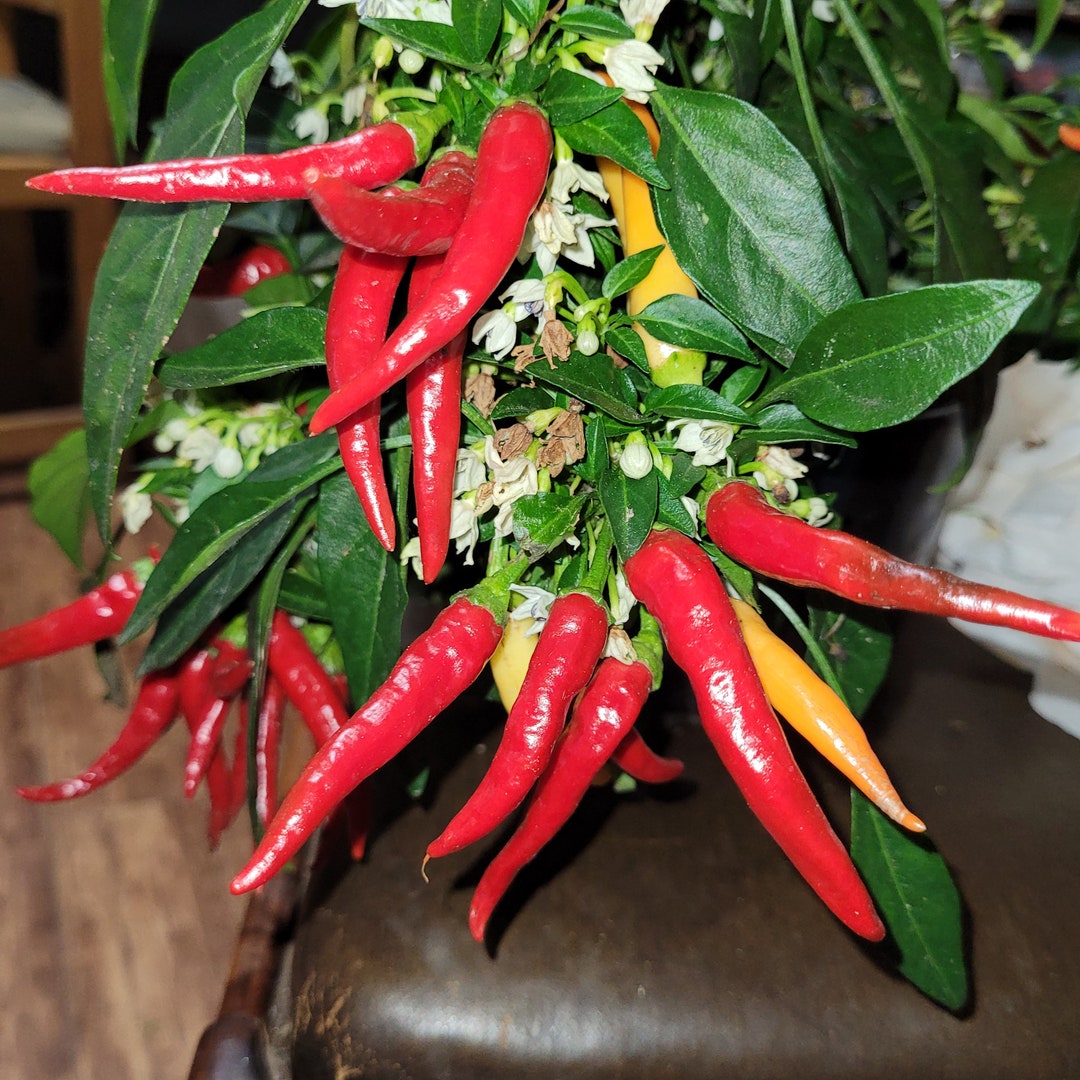 Medusa Ornamental Pepper Seeds - Etsy Canada