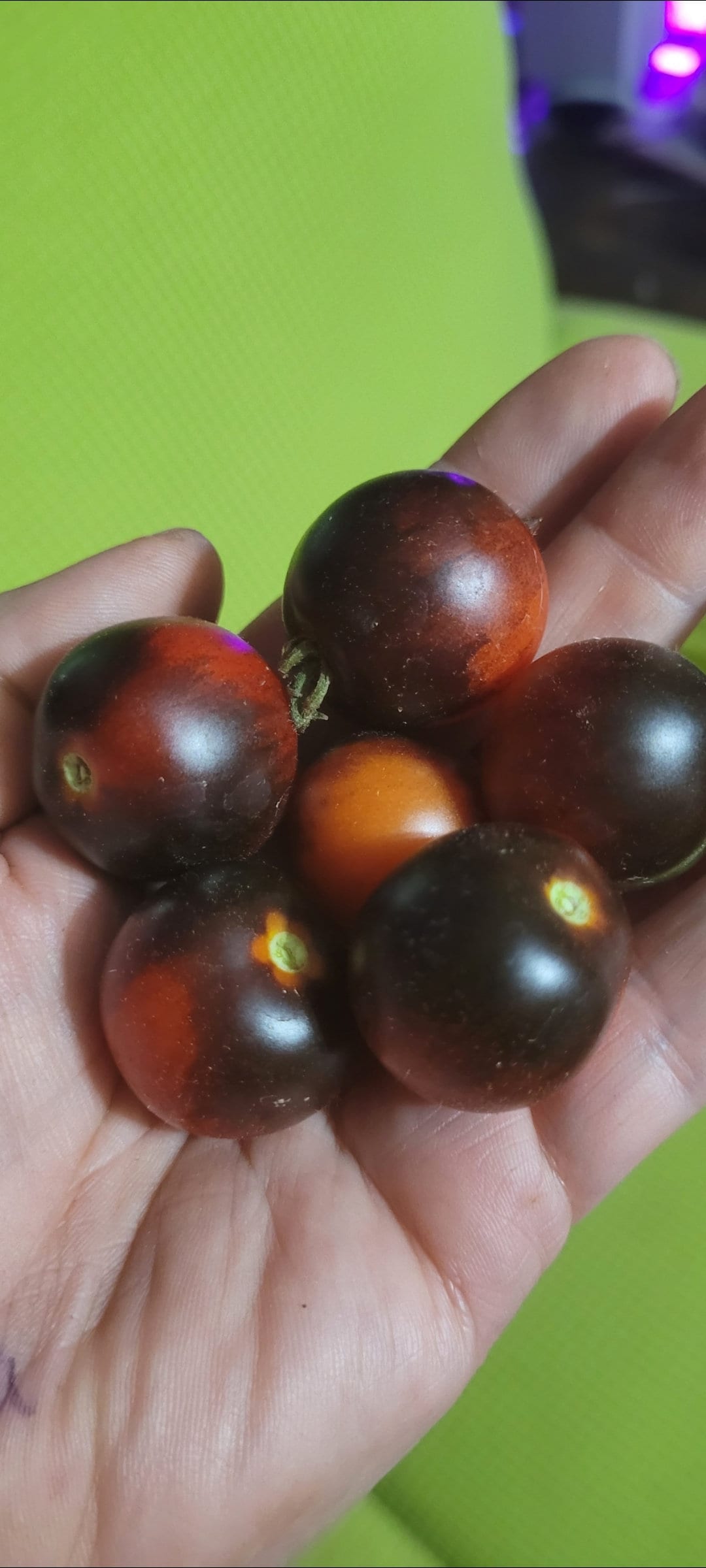 Blue Zimmer Micro Dwarf Tomato Seeds - Etsy Canada