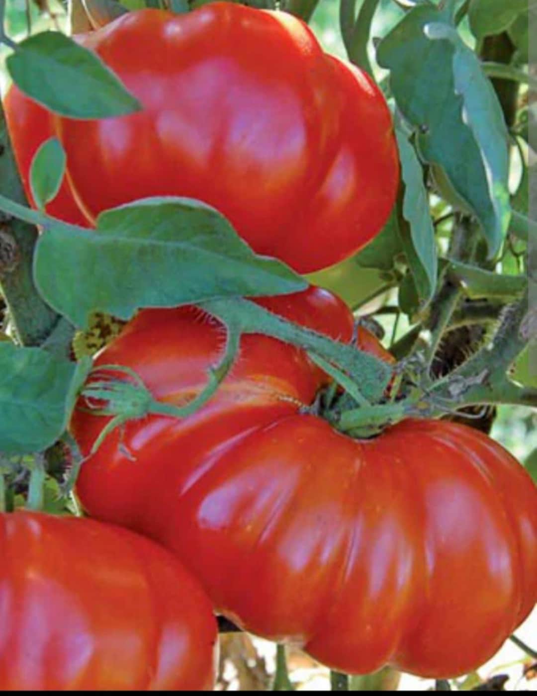 Rosso Sicilian Tomato Seeds - Etsy Canada