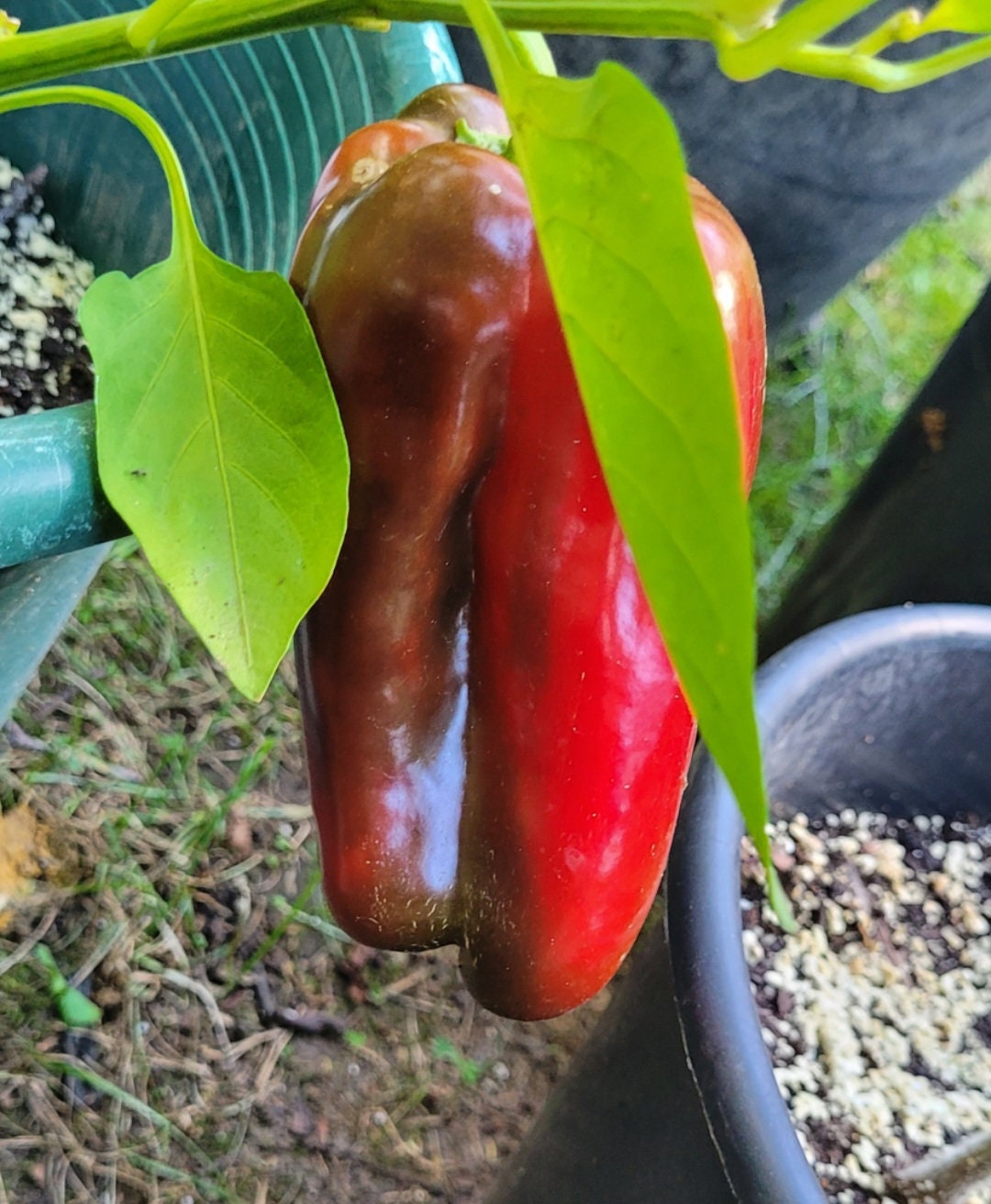 Super Shepherd Pepper Seeds - Etsy Canada
