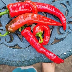 Hot Portugal Pepper Seeds - Etsy Canada