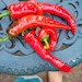 Hot Portugal Pepper Seeds - Etsy Canada