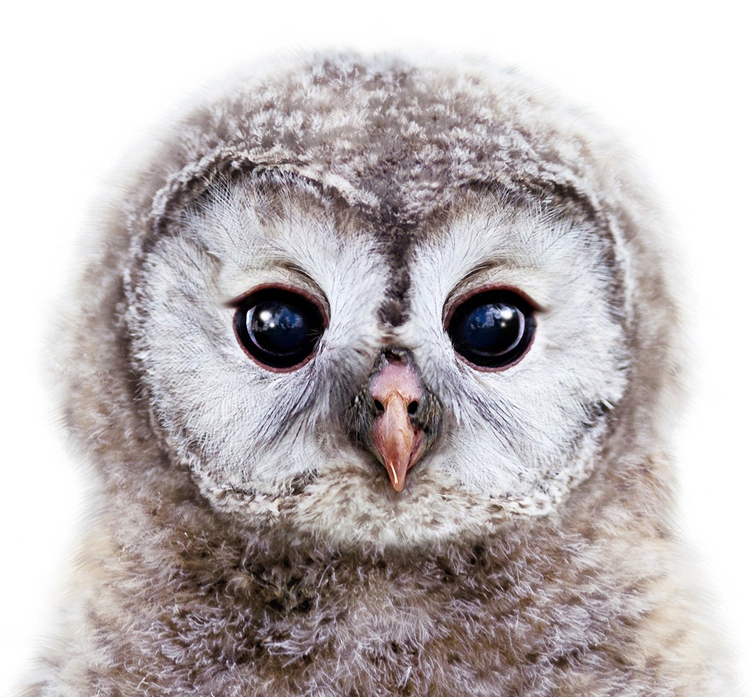 Owl Print Nursery Animal Print Printable Art Baby Owl - Etsy