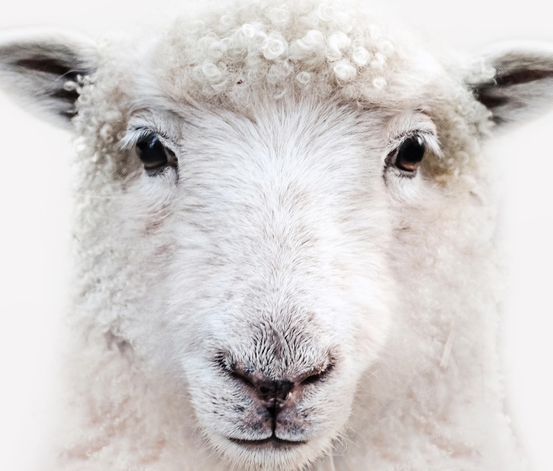 Sheep Print Printable Sheep Art Nursery Animal Print - Etsy