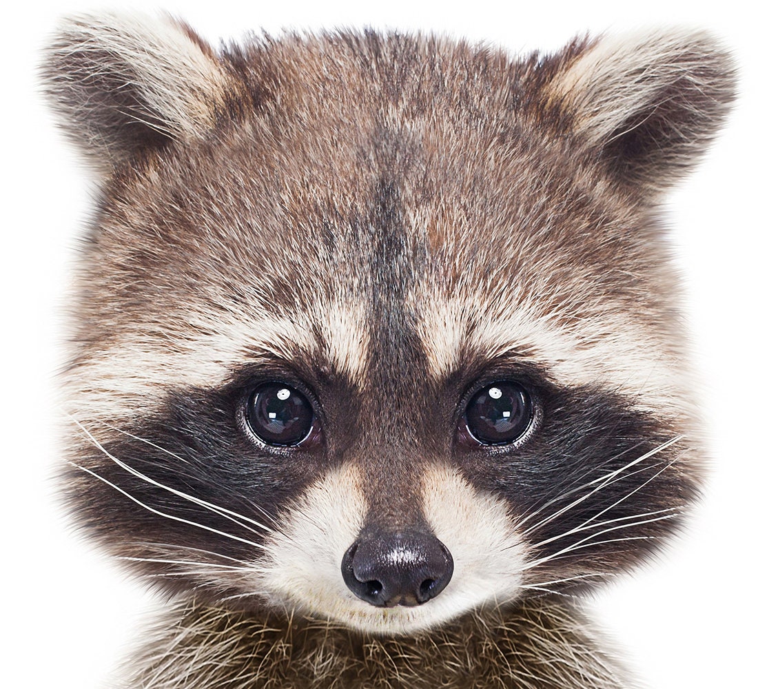 Raccoon Print, Woodland Nursery, Printable Art, Woodland Animals ...