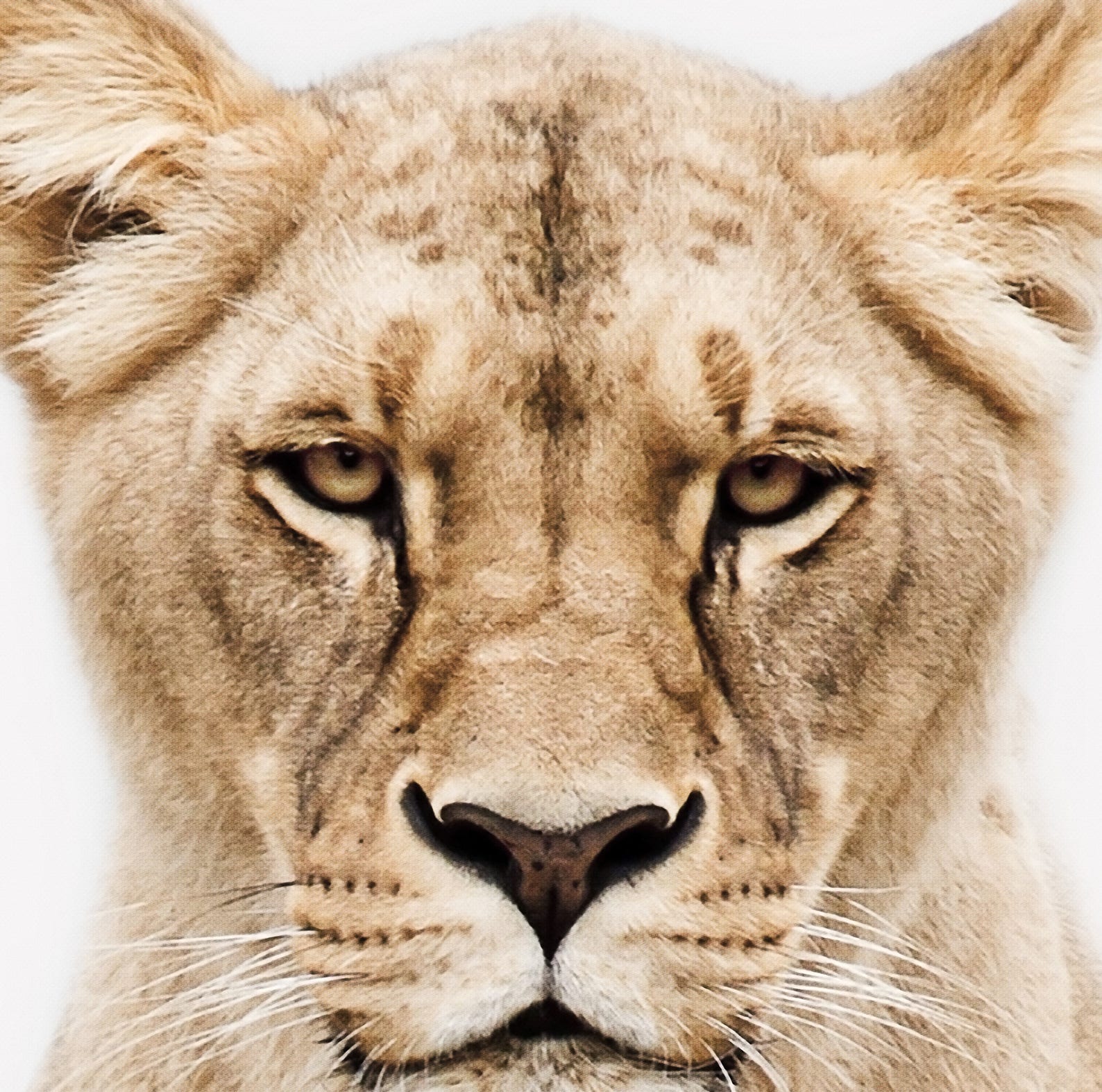 Lioness Print Lioness Wall Art Safari Nursery Poster Animal | Etsy