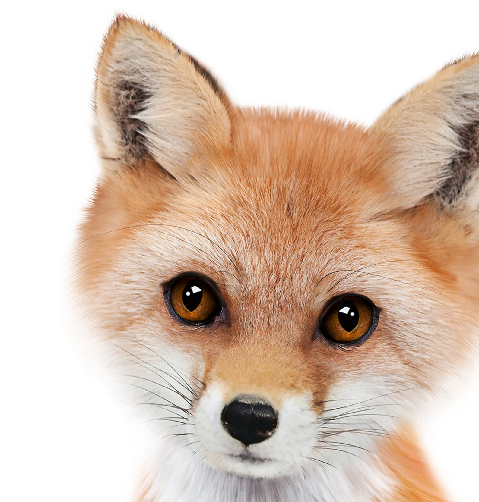 Fox Print Nursery Wall Art Baby Fox Print Nursery Wall | Etsy